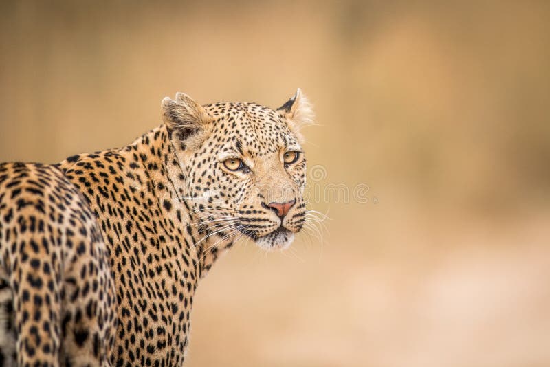A Leopard Looking Back in the Kruger. Stock Image - Image of five ...