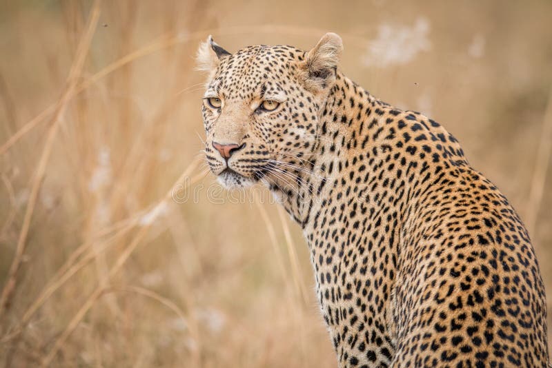 Leopard Looking in the Kruger National Park, South Africa. Stock Image ...
