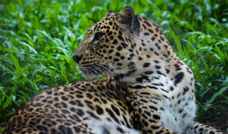 Leopard looking back stock image. Image of looking, leapord - 96615215