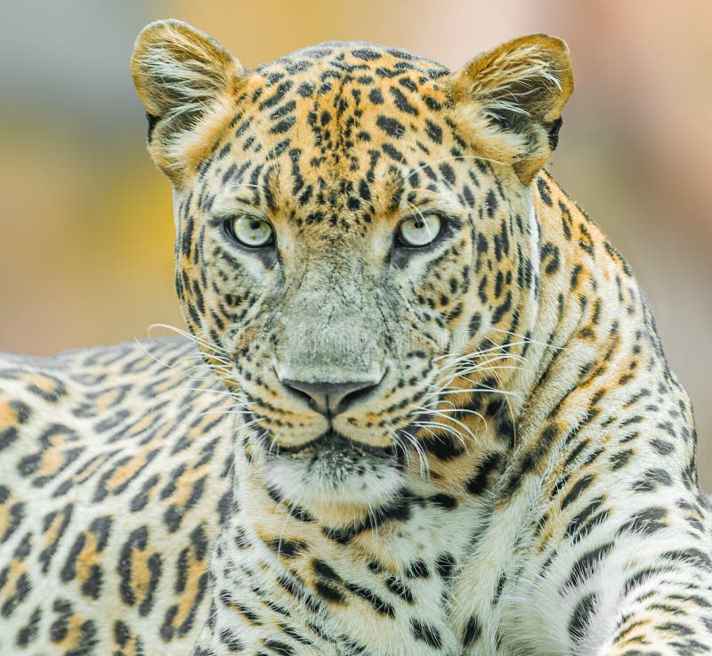 Leopard Looking into the Camera Stock Image - Image of attentive, spot ...