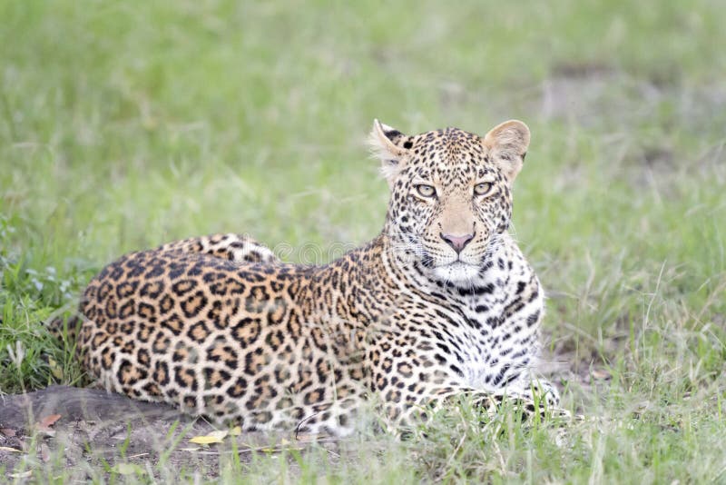 Leopard Looking at Camera while Lying Down Stock Photo - Image of mara ...