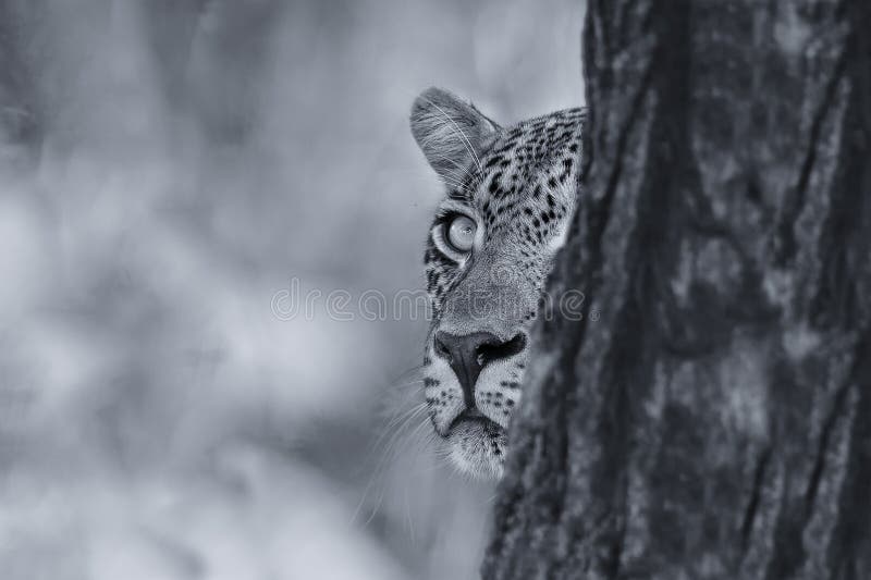 Leopard behind tree trunk stock image. Image of india - 85628967