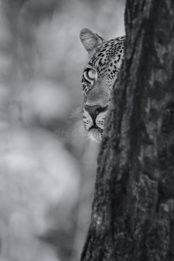 Leopard Looking Carefully from Behind a Tree at Prey in Artistic Stock ...
