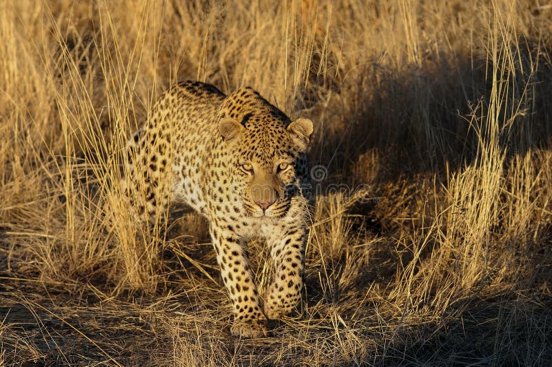 Leopard with Catch, Namibia Stock Image - Image of light, nature: 99347347
