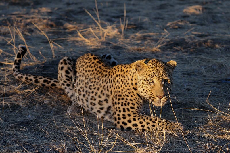 Leopard is Looking for Catch, Namibia Stock Photo - Image of hungry ...