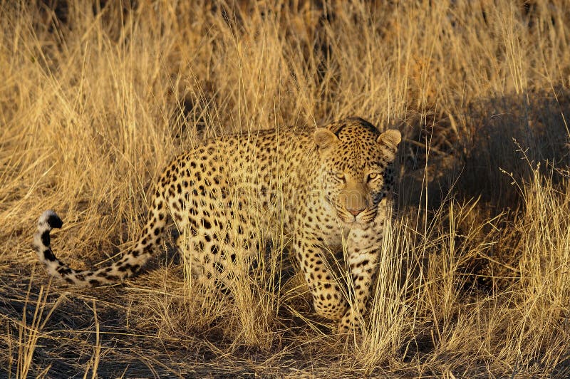 Leopard with Catch, Namibia Stock Image - Image of light, nature: 99347347