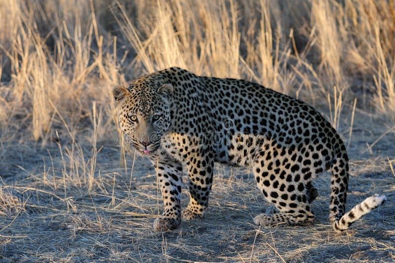 Leopard is Looking for Catch, Namibia Stock Image - Image of kalahari ...
