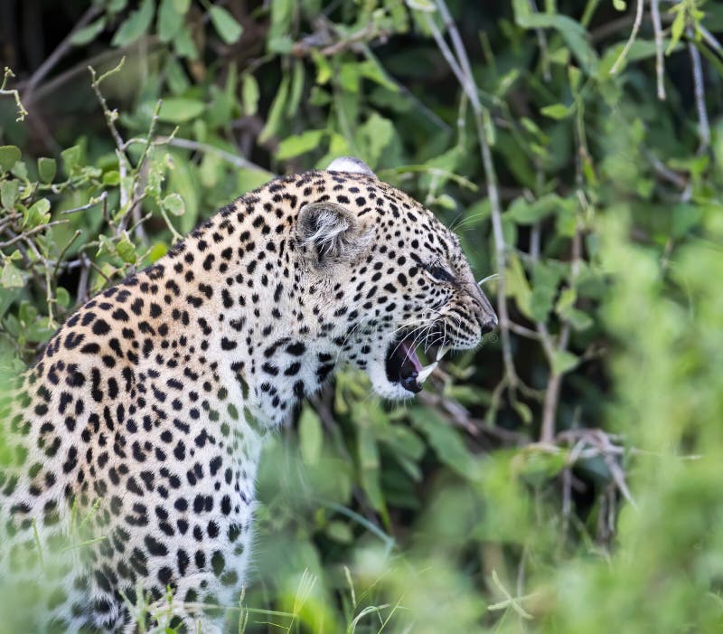 Leopard in the Bushes stock image. Image of behavior - 233347007