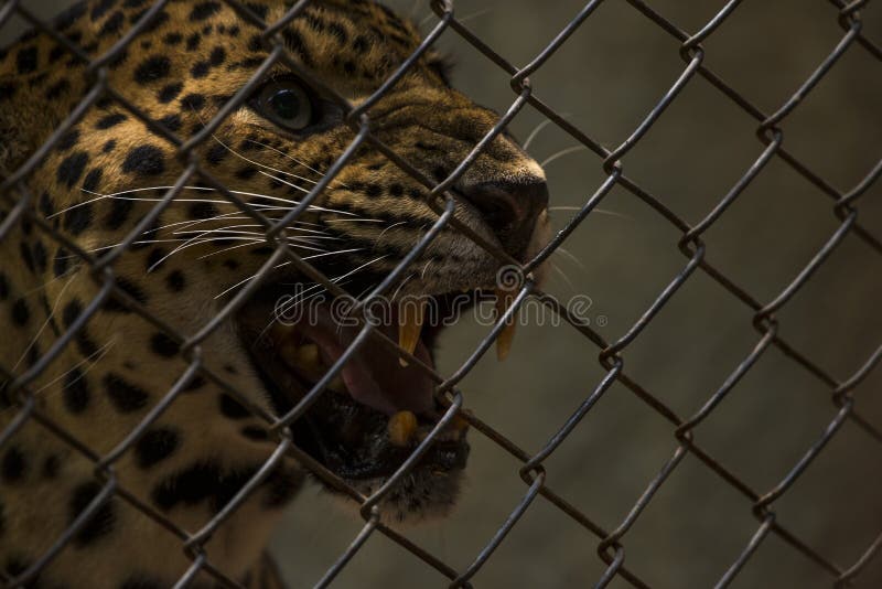 Leopard looking out stock image. Image of dark, wild - 100015039