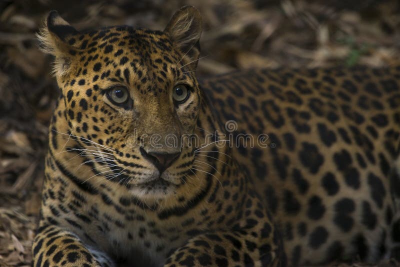 Leopard looking out stock photo. Image of brown, beautiful - 100015032