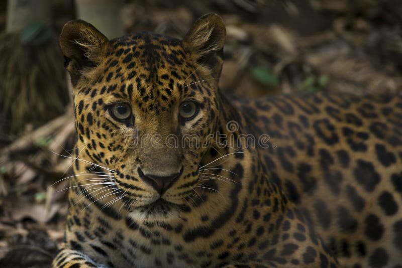 Leopard looking out stock photo. Image of brown, beautiful - 100015032