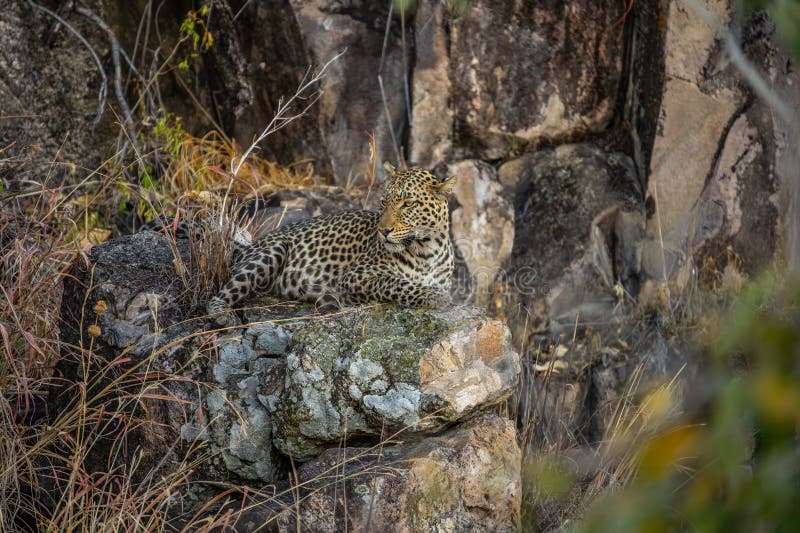 Leopard stock image. Image of outdoors, hunter, nature - 342895537