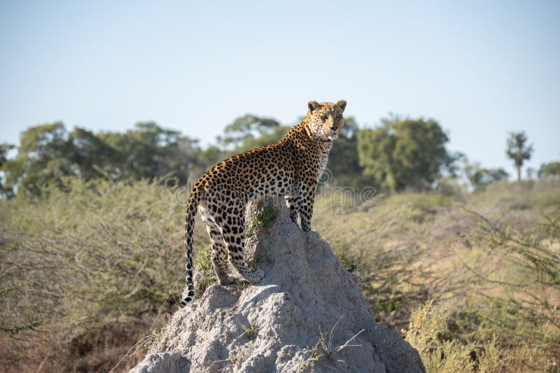 Leopard stock image. Image of landscape, african, predator - 349698717