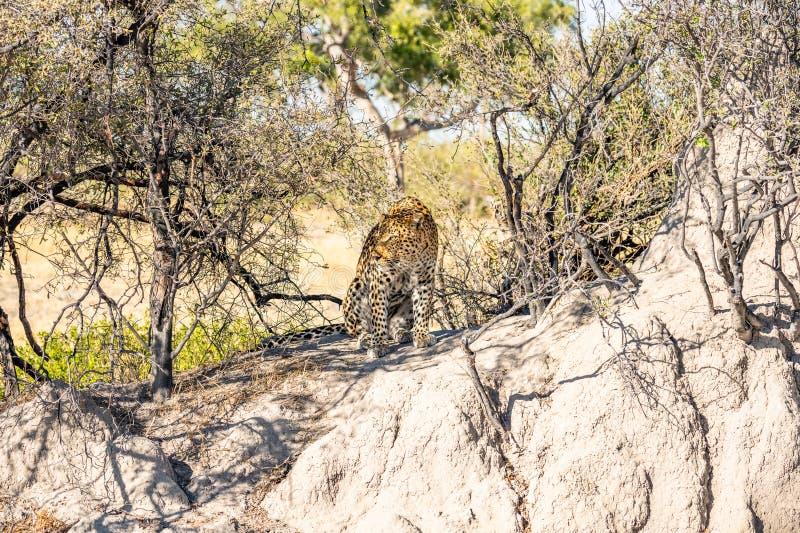 Leopard stock image. Image of outdoor, eyes, dark, cute - 356262317