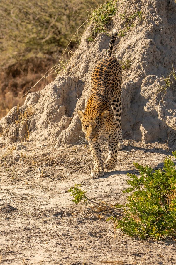 Leopard stock photo. Image of africa, animal, cats, closeup - 349781412