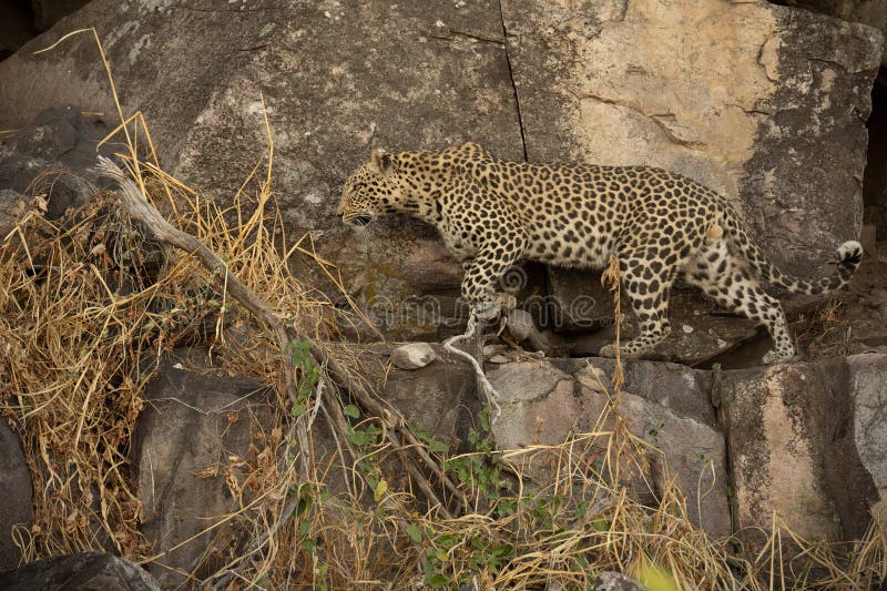 Leopard stock image. Image of outdoor, predator, african - 366927783