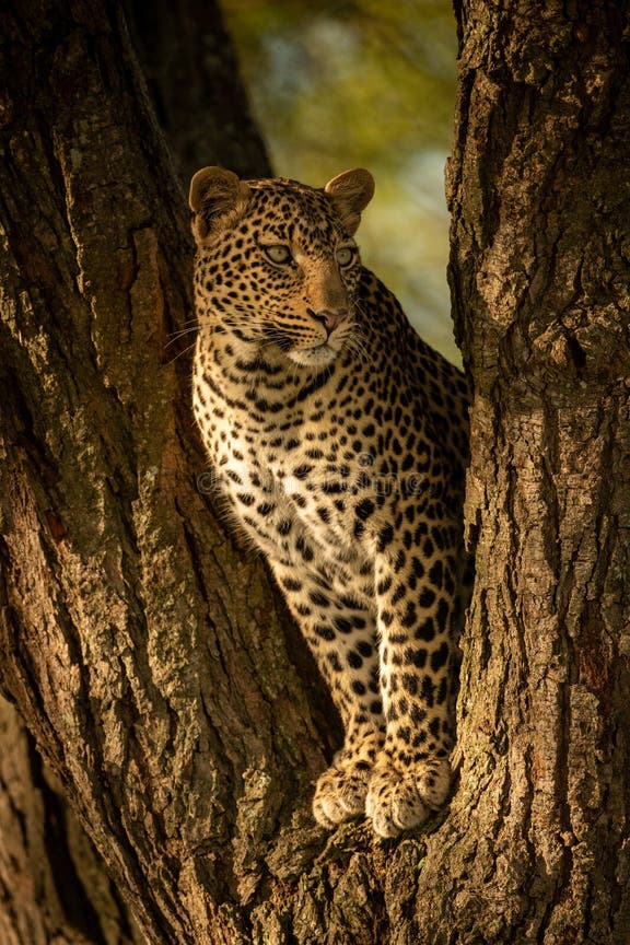 Leopard Looking Right from Fork of Tree Stock Photo - Image of ...