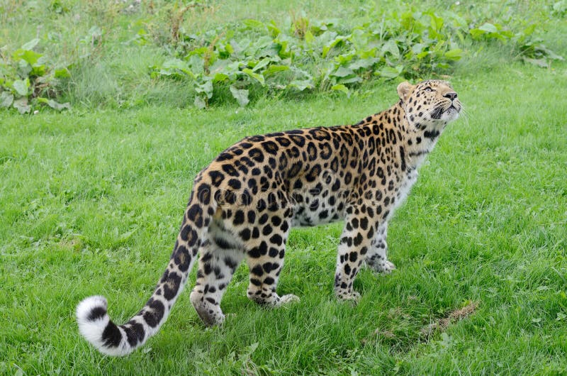 Leopard Looking Up stock image. Image of predator, stalker - 47048097
