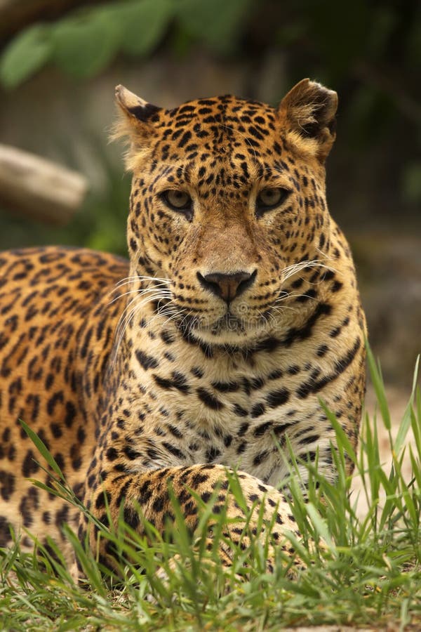 Leopard looking at you stock image. Image of wild, wildlife - 9363429