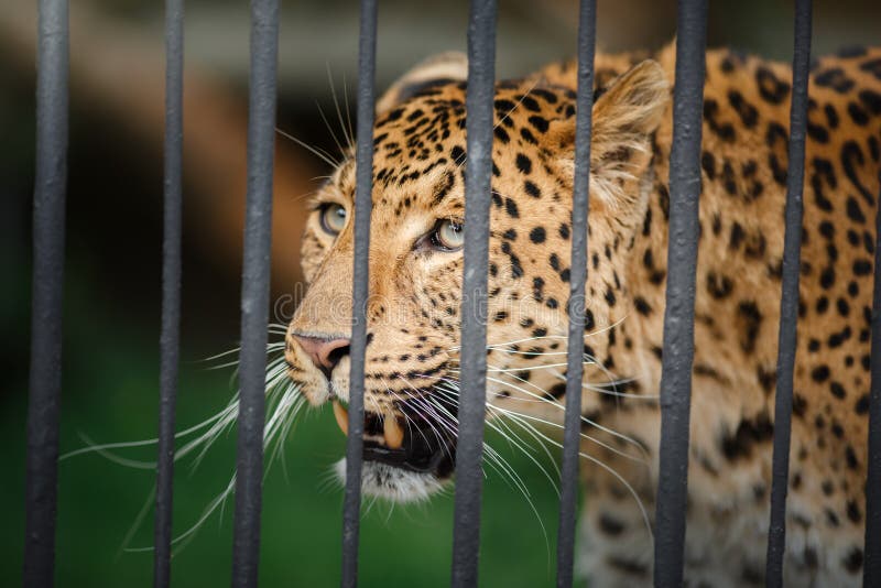Leopard in the cage stock photo. Image of mammals, wildlife - 8326324