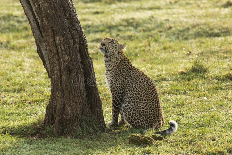 Leopard Sitting Under a Tree Stock Photo - Image of mara, maasai: 109233392