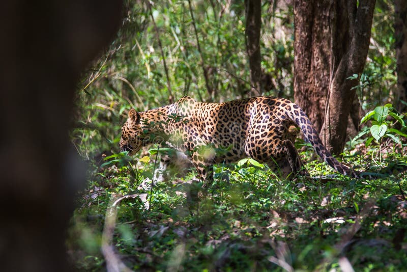 Leopard Lurking Stock Photos - Free & Royalty-Free Stock Photos from ...