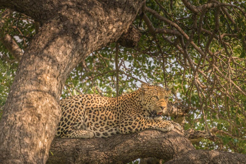 Leopard Lying Alertly on a Tree Branch Stock Image - Image of wildlife ...