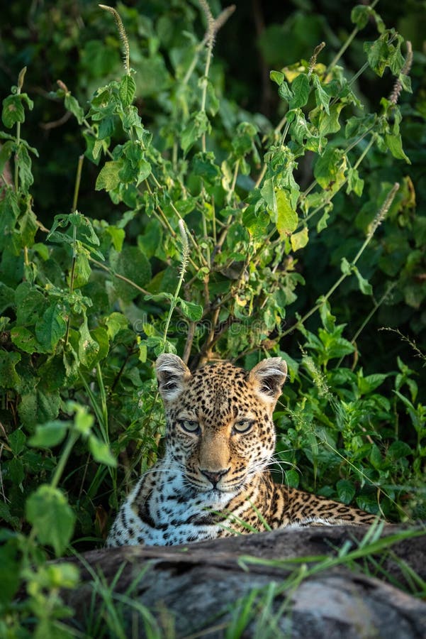 Leopard Lying in Bushes Staring Over Log Stock Image - Image of staring ...