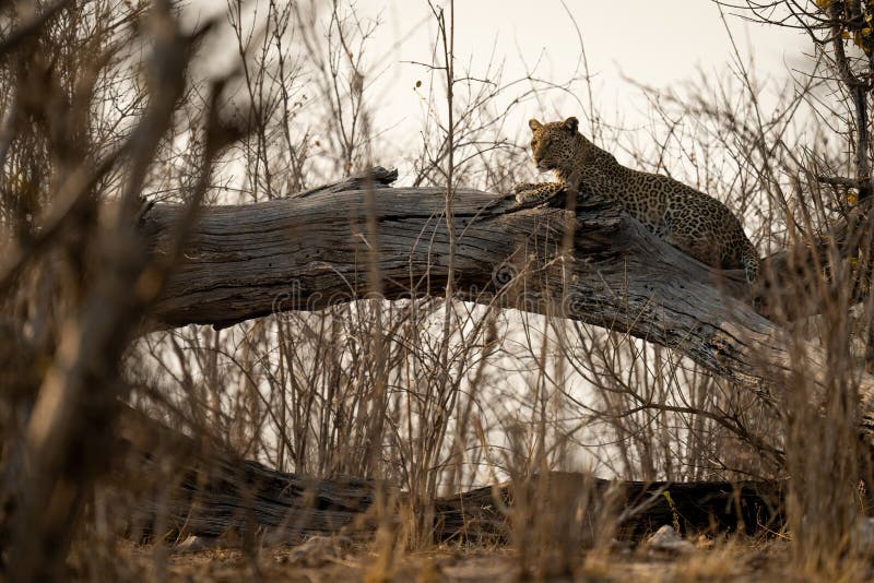 Leopard Lying on Dead Log in Bushes Stock Image - Image of muchenje ...