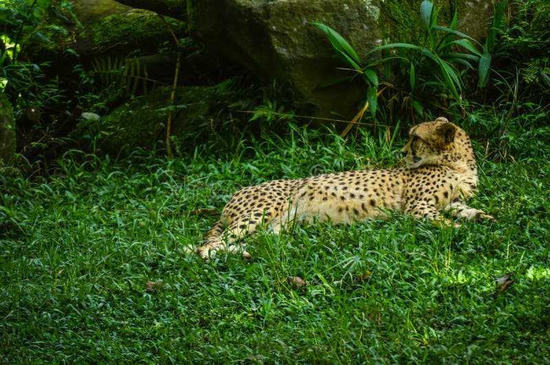 Leopard Lying Down on the Grass Stock Photo - Image of grass ...