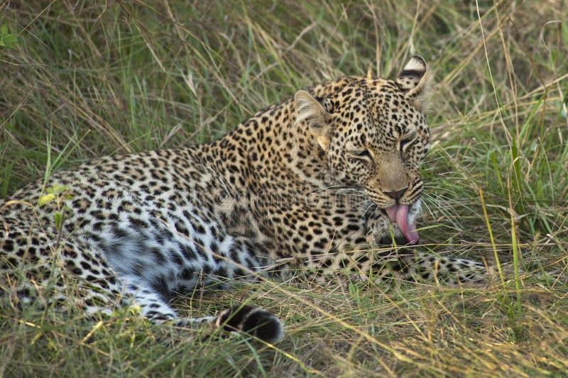 Leopard stock photo. Image of mammal, predator, kenya - 34387052