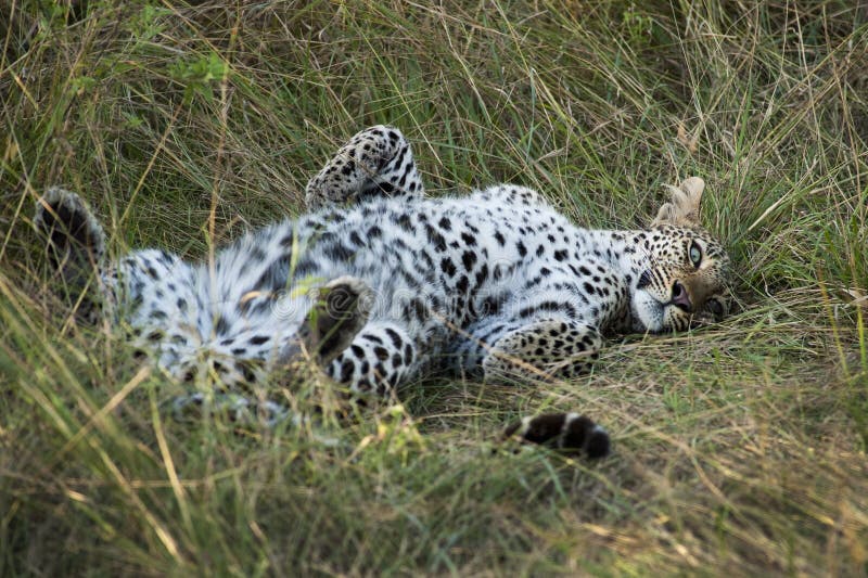 Leopard stock image. Image of felidae, kenya, carnivore - 34387223