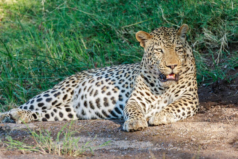 Leopard Lying Down Panting in the Sun Stock Image - Image of fierce ...