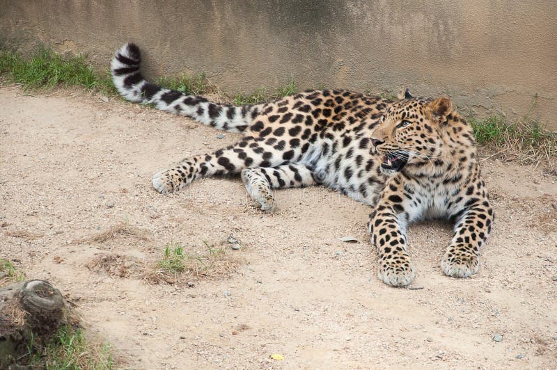 Leopard stock photo. Image of jaguar, amur, spotted, safari - 69933798
