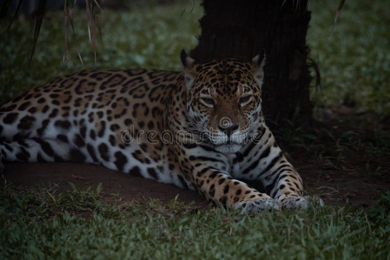 Leopard Lying in the Grass Near a Tree. Stock Photo - Image of meadow ...