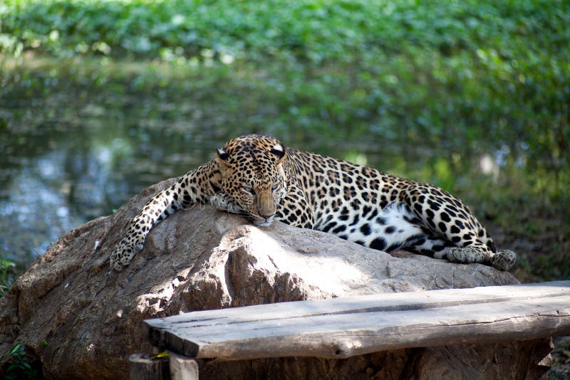Leopard stock image. Image of safari, leopard, park, dangerous - 65187057