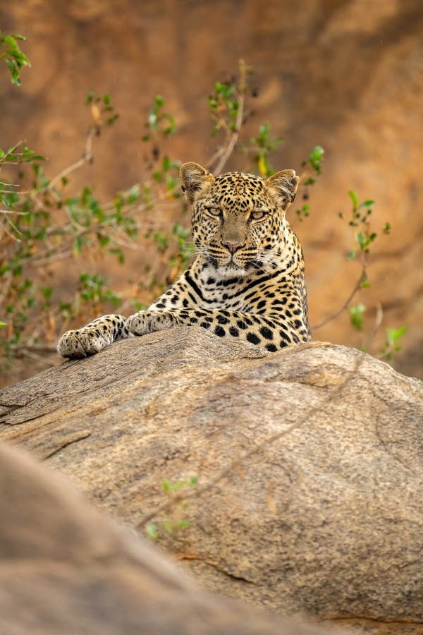 Leopard Lying on Rock with Branches Behind Stock Image - Image of drive ...