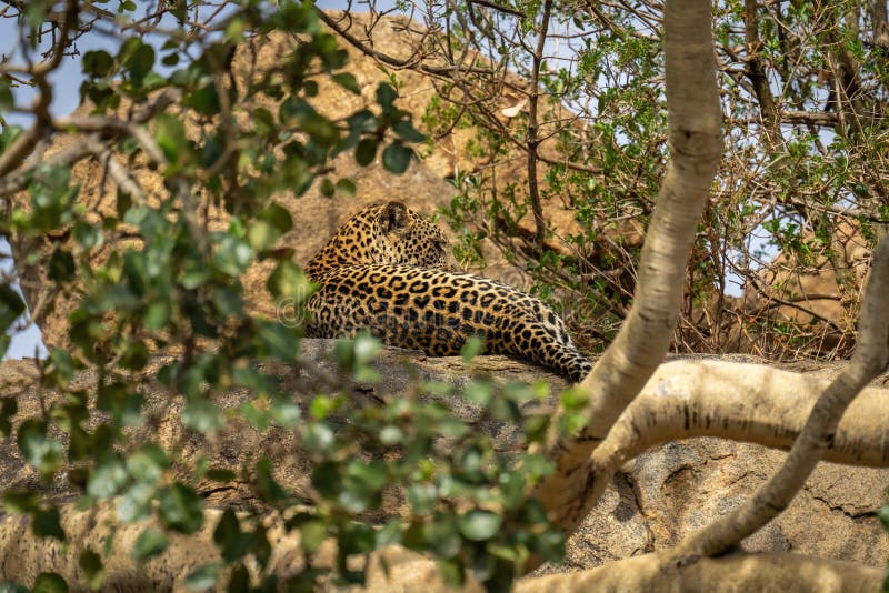Leopard Lying on Rock Framed by Branches Stock Photo - Image of ...