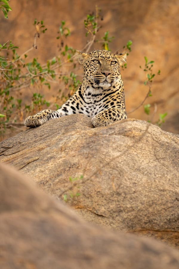 Leopard Lying on Rock beside Leafy Bushes Stock Image - Image of ...