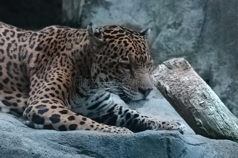 Leopard Lying in the Rocks with Black Spots and White Muzzle Stock ...