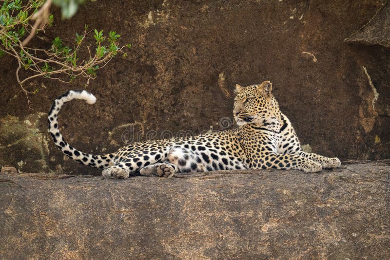 Leopard Lying on Rocky Ledge Looking Back Stock Photo - Image of animal ...