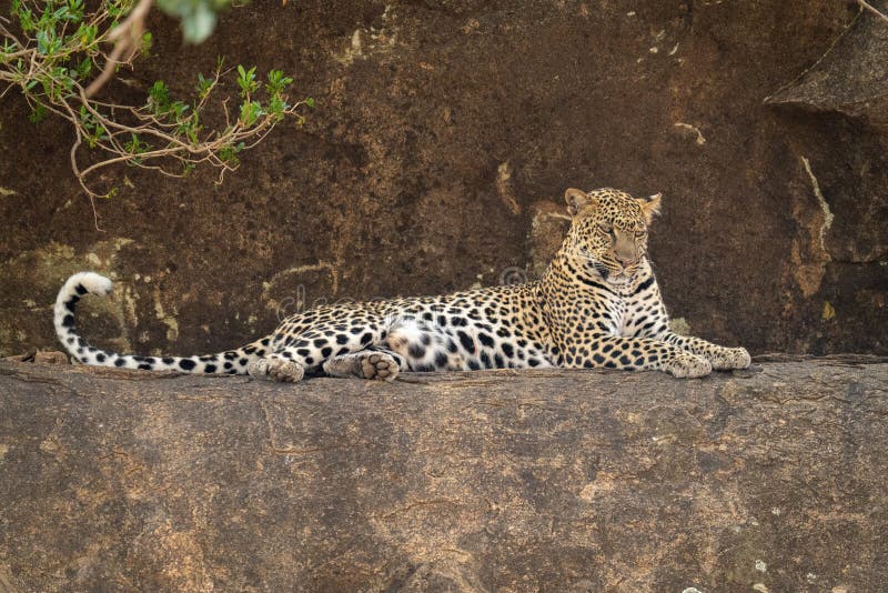 Leopard Lying on Rocky Ledge Looking Down Stock Image - Image of ...