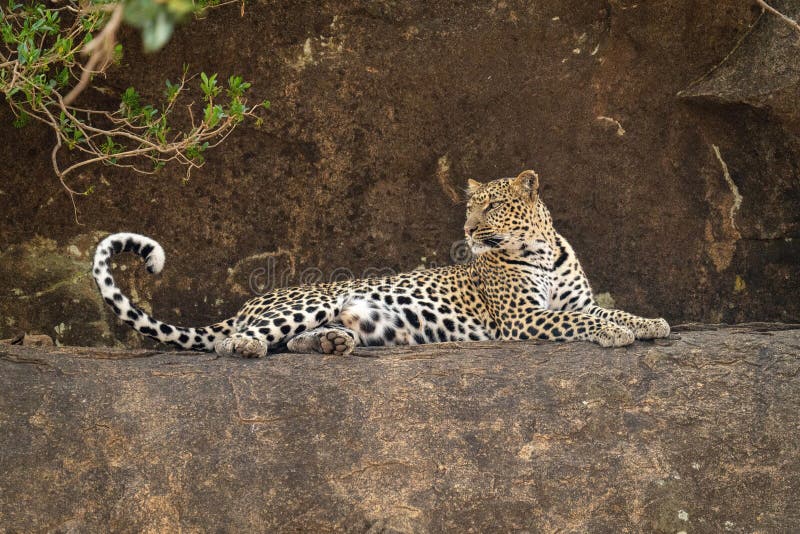 Leopard Lying on Rocky Ledge Looking Round Stock Image - Image of kenya ...