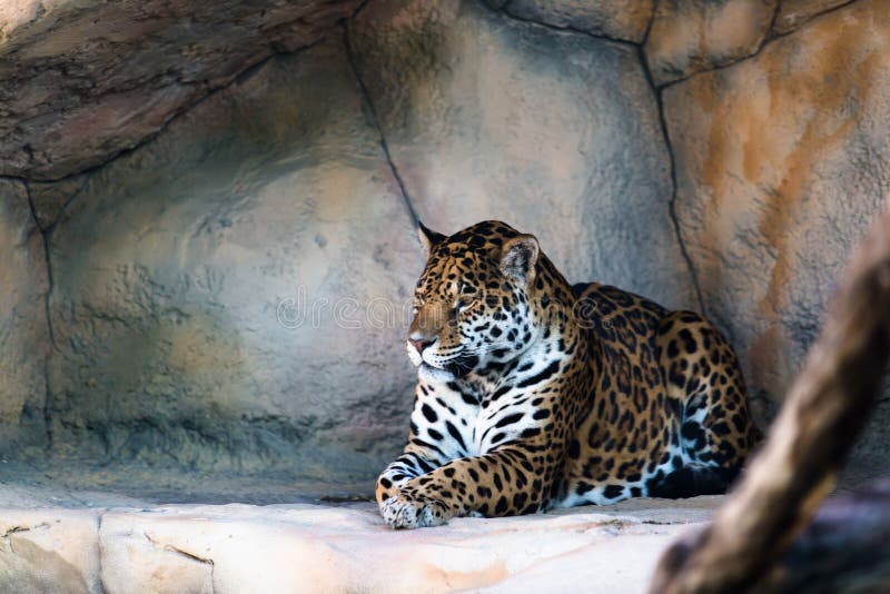 624 Leopard Shadow Stock Photos - Free & Royalty-Free Stock Photos from ...