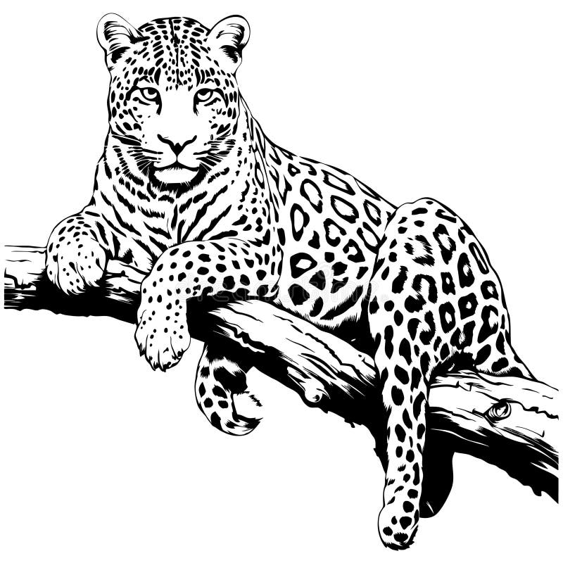 Leopard Lying on a Tree Branch Line Art. Ai Generated Illustration ...