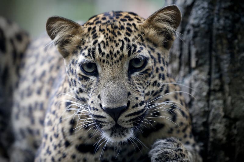 Leopard in Malacca Zoo stock photo. Image of nature, wild - 87326258