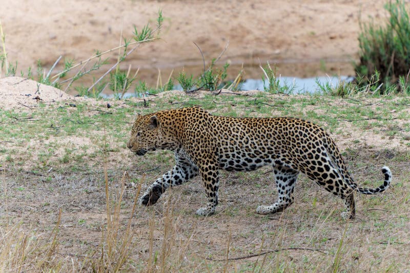 Leopard Male in Sabi Sands Game Reserve Stock Photo - Image of game ...