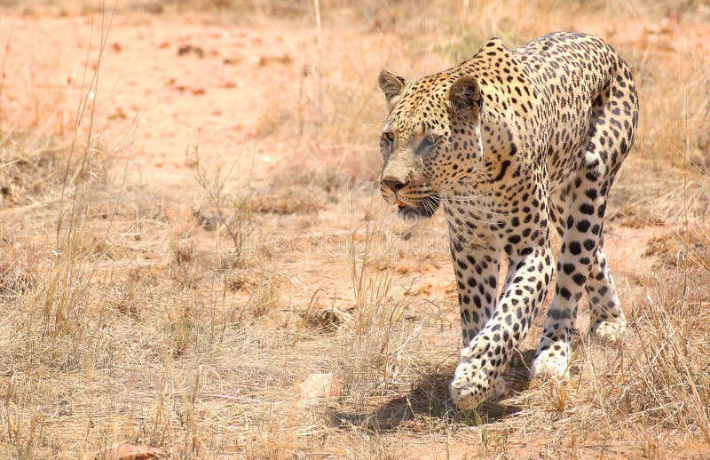 Leopard stock image. Image of africa, bush, carnivore - 112656563