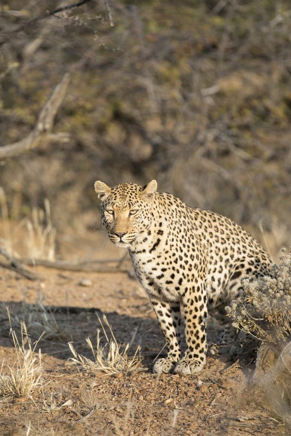 A Leopard Marking Its Territory Stock Photo - Image of hunting ...