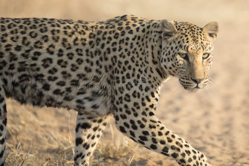 A Leopard Marking Its Territory Stock Photo - Image of safari, tail ...